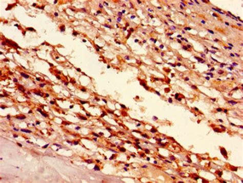 Histone H13 Polyclonal Antibody Invitrogen™ 100 μl Unconjugated