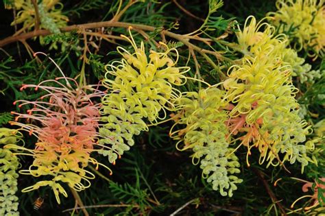 Plants And Trees That Grow In Clay Soil In Australia Ultimate Backyard