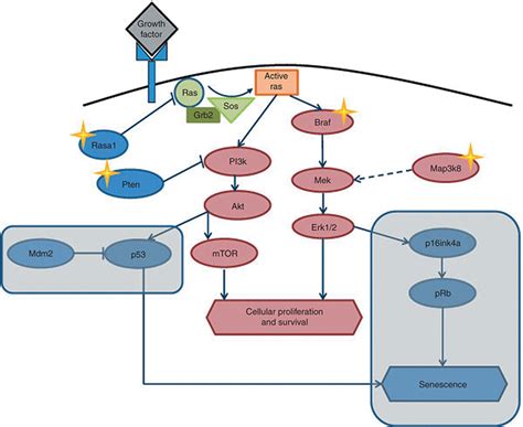The Receptor Tyrosine Kinase Rtk Signaling Pathway Is Frequently Hit