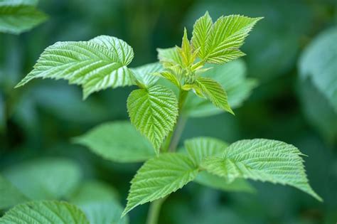 Premium Photo Fresh Green Raspberry Leaf
