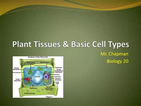 Ppt Plant Tissues And Basic Cell Types Powerpoint Presentation Free