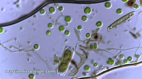 Pond Algae Under Microscope Fresh Pond Water Plankton Algae Microscope