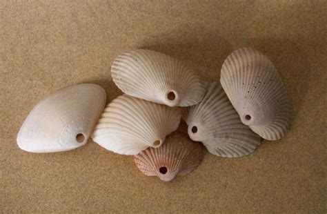 Decoding Tybees Seashell Holes Tybee Island Georgia