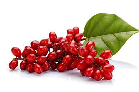 Red Coffee Beans And Leaves Tree Branch Isolated On Transparent