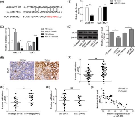MiR373 Regulates ULK1 Expression By Directly Targeting Bind A The