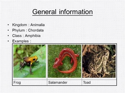 Class Amphibia Examples