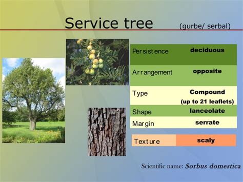Classification Of Trees Classification Of Trees
