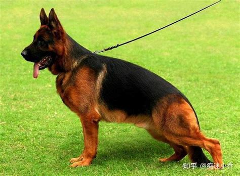 如何挑选品相好的德牧幼犬？ 知乎