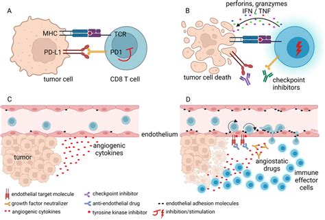 Endothelial Cell Anergy As A Vascular Immune Checkpoint Immune