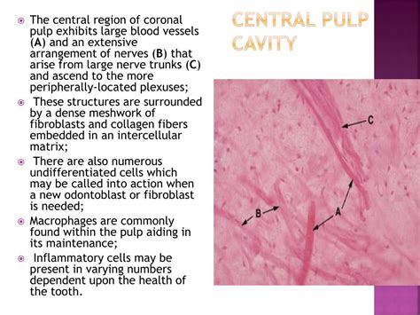 Ppt Dental Pulp Powerpoint Presentation Free Download Id1424169