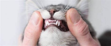 Cat Gingivitis Stages