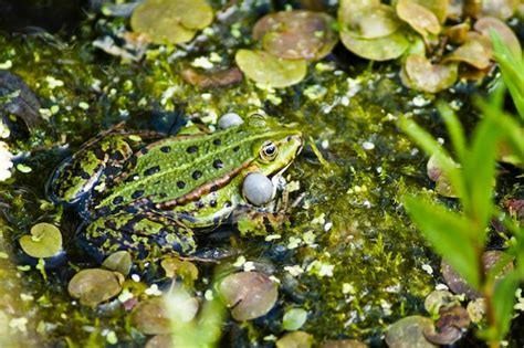 Premium Photo High Angle View Of Frog At Pond