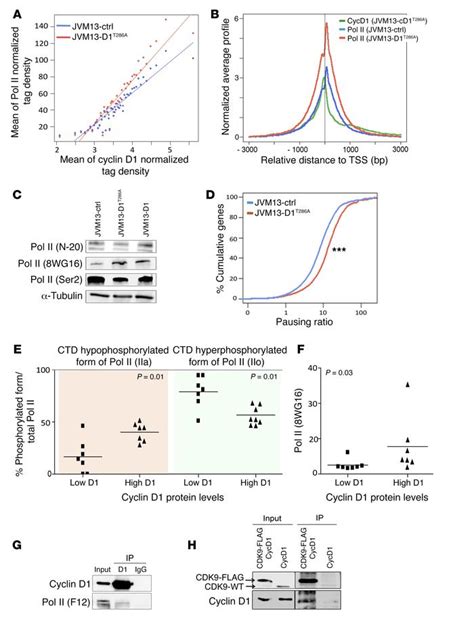 Jci Cyclin D1 Overexpression Induces Global Transcriptional