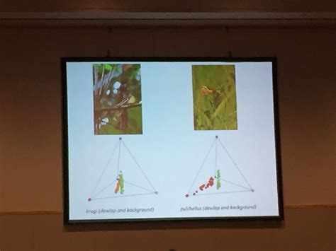 Evolution 2017 Sensory Drive And Lizard Adaptive Radiation Anole Annals