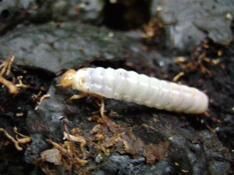 Passalidae Larvae Order Coleoptera Suborder Polyphaga Su Flickr