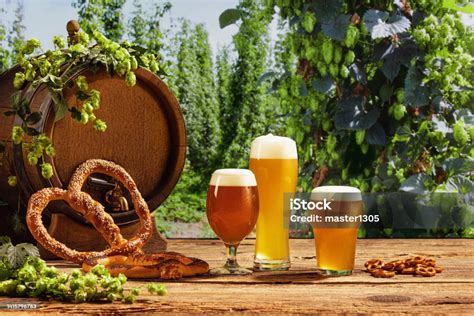 옥토버 페스트 홀리데이 이벤트 나무 맥주 배럴과 거품이 많은 맥주 밀 및 나무 테이블 녹색 자연 풍경 배경에 홉과 안경 맥주에 대한 스톡 사진 및 기타 이미지 Istock
