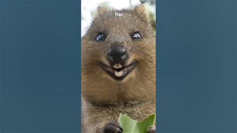 My Fav Animal Youtube