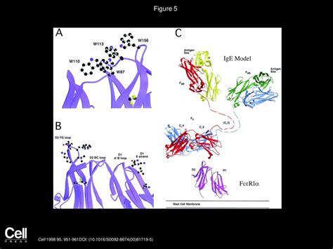 Crystal Structure Of The Human High Affinity Ige Receptor Ppt Download