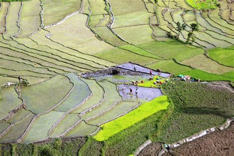 रोपाइँ हुने मुख्य महिना गत असारसम्ममा गण्डकी प्रदेशमा ६७ प्रतिशत