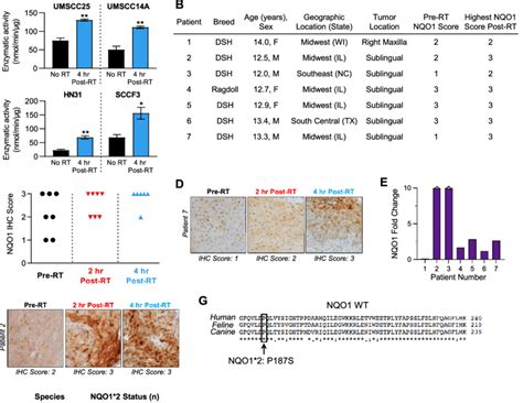 Radiation Induces Leverageable Nqo1 Expression In Foscc Tumors A In
