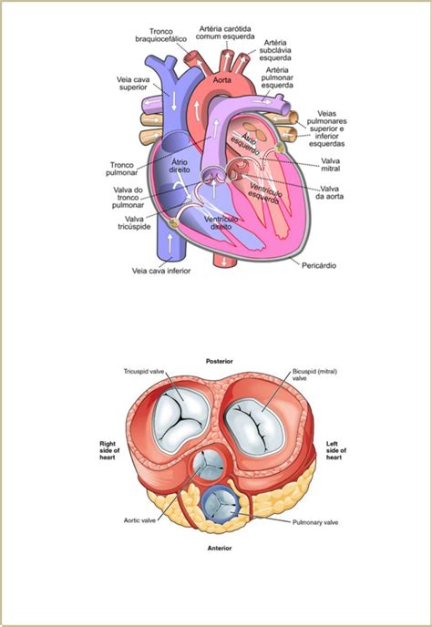 VÁLVULAS CARDÍACAS Anatomia I 48 OFF