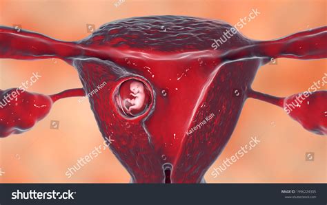 Human Embryo Uterus Scientifically Accurate 3d 库存插图 1996224305