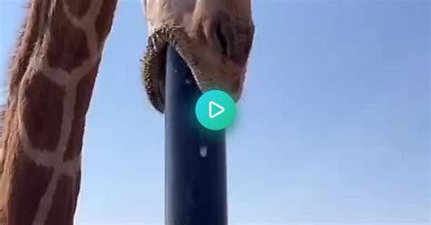 Giraffe Album On Imgur