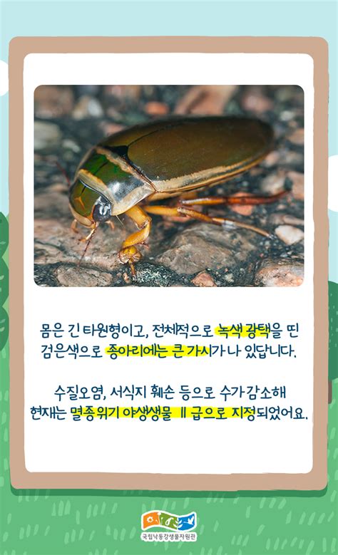 [담 친 소] 작지만 강한 육식 곤충 물방개 네이버 포스트