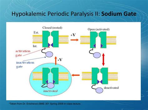 Ppt Hypokalemic Periodic Paralysis Ii Powerpoint Presentation Free Download Id531356