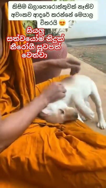 සියලු සත්වයෝම නිදුුක් නීරෝගී සුුවපත් වෙත්වා 🙏🙏🙏 Youtube