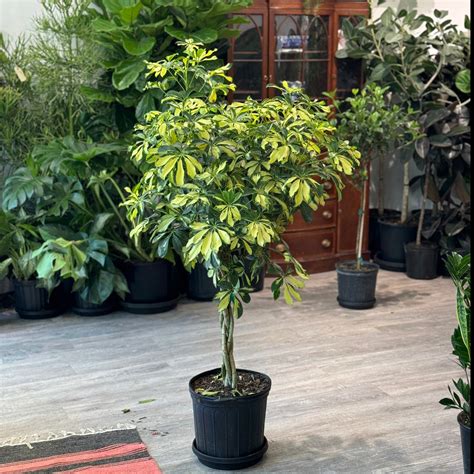 Variegated Dwarf Umbrella Tree Schefflera 12 Pot Promise Supply