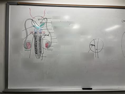 Board B A P2 Lab Exam 4 Diagram Quizlet