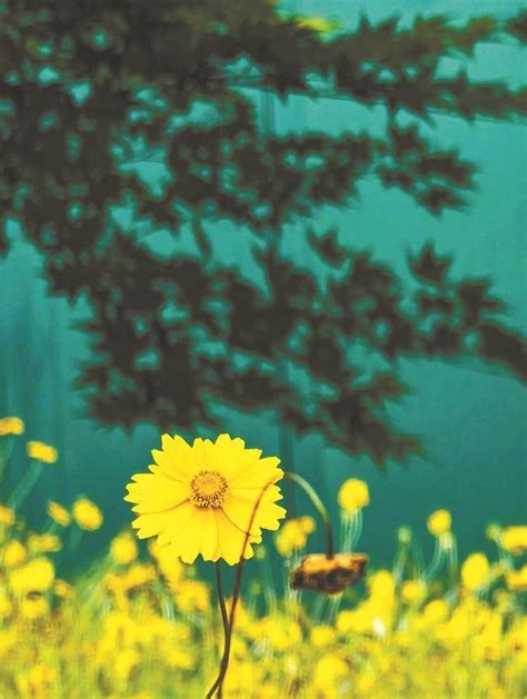 【摄影鉴赏】剑叶金鸡菊花黄汪金元