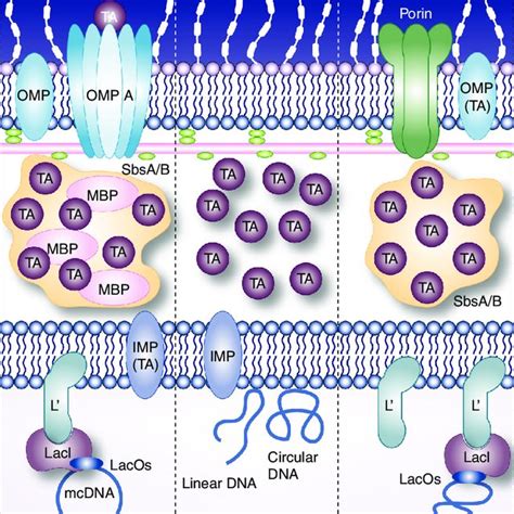 Pdf Bacterial Ghosts As Carriers Of Protein Subunit And Dna Encoded