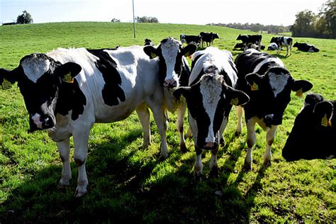 Inquisitive Cattle Lisboy Kenneth Allen Geograph Ireland
