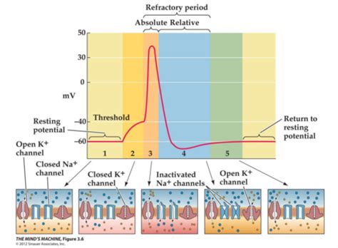 Synaptic Signaling Flashcards Quizlet