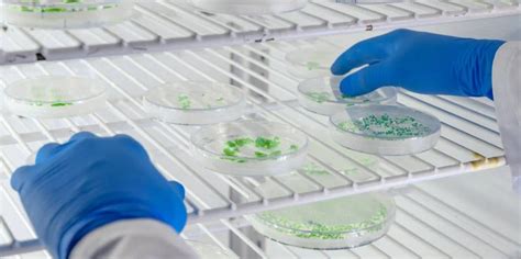 Centrifuges In Cell Culture In The Dynamic World Of Biomedical By