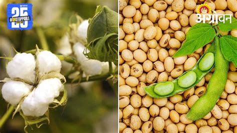 Agriculture Commodity Market । कापूस मका मूग सोयाबीन आवकेत घट