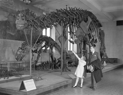 Visitors Viewing Brontosaurus Skeleton Natural History Museum