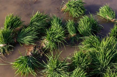 Premium Photo Rice Seedlings To Be Planted In The Rice Flooded Fields