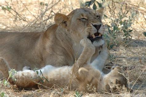 Mother Lioness And Cub Lions Photo 38796759 Fanpop