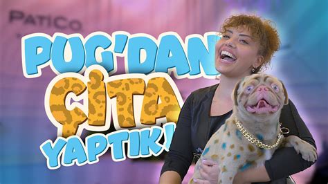PUG DAN ÇİTA YAPTIK CREATİVE GROOMİNG YouTube