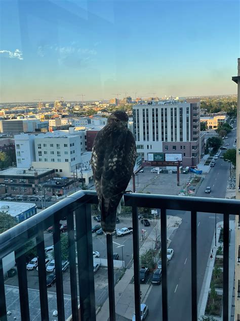 Can Anyone Tell Me What Kind Of Bird This Is Exactly Visited My