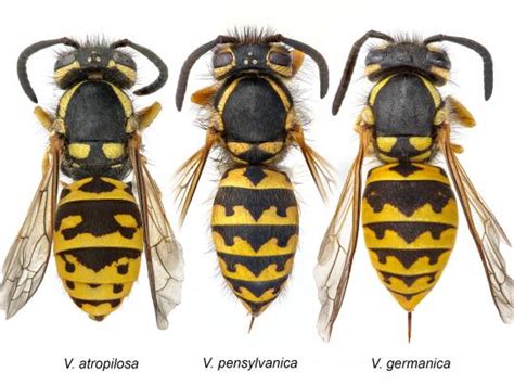 Wasp Size Comparison