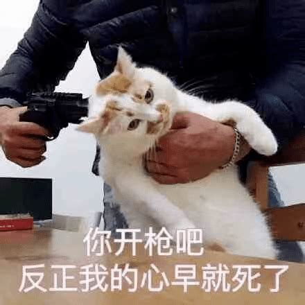 宠物网红替人赚钱的工具猫狗 视频