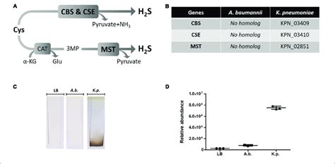 H 2 S Pathway And Detection In A Baumannii And K Pneumoniae A H