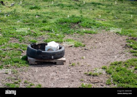 A White Salt Block Sits Inside An Old Tire In A Sloped Pasture The