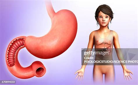 Duodenum Crosssection Illustration High Res Vector Graphic Getty Images