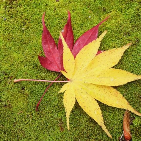 【欧州】遺伝性血管性浮腫の発作抑制薬ドニダロルセンの独占的販売権に関するライセンス契約を締結 Raresレアズ