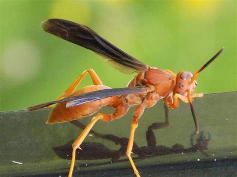 Types Of Paper Wasps Pictures And Identification Green Nature